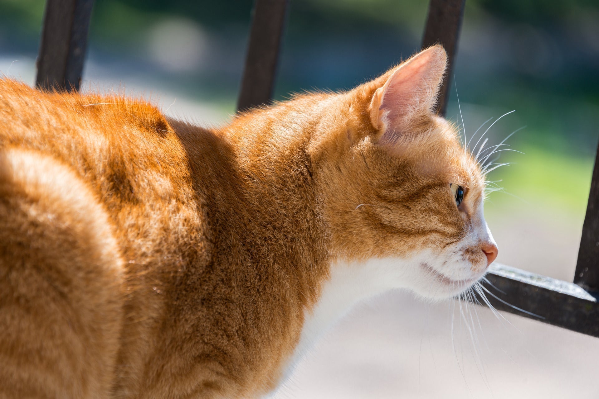 Understanding and Treating Cat Ear Infections: A Veterinarian's Guide ...