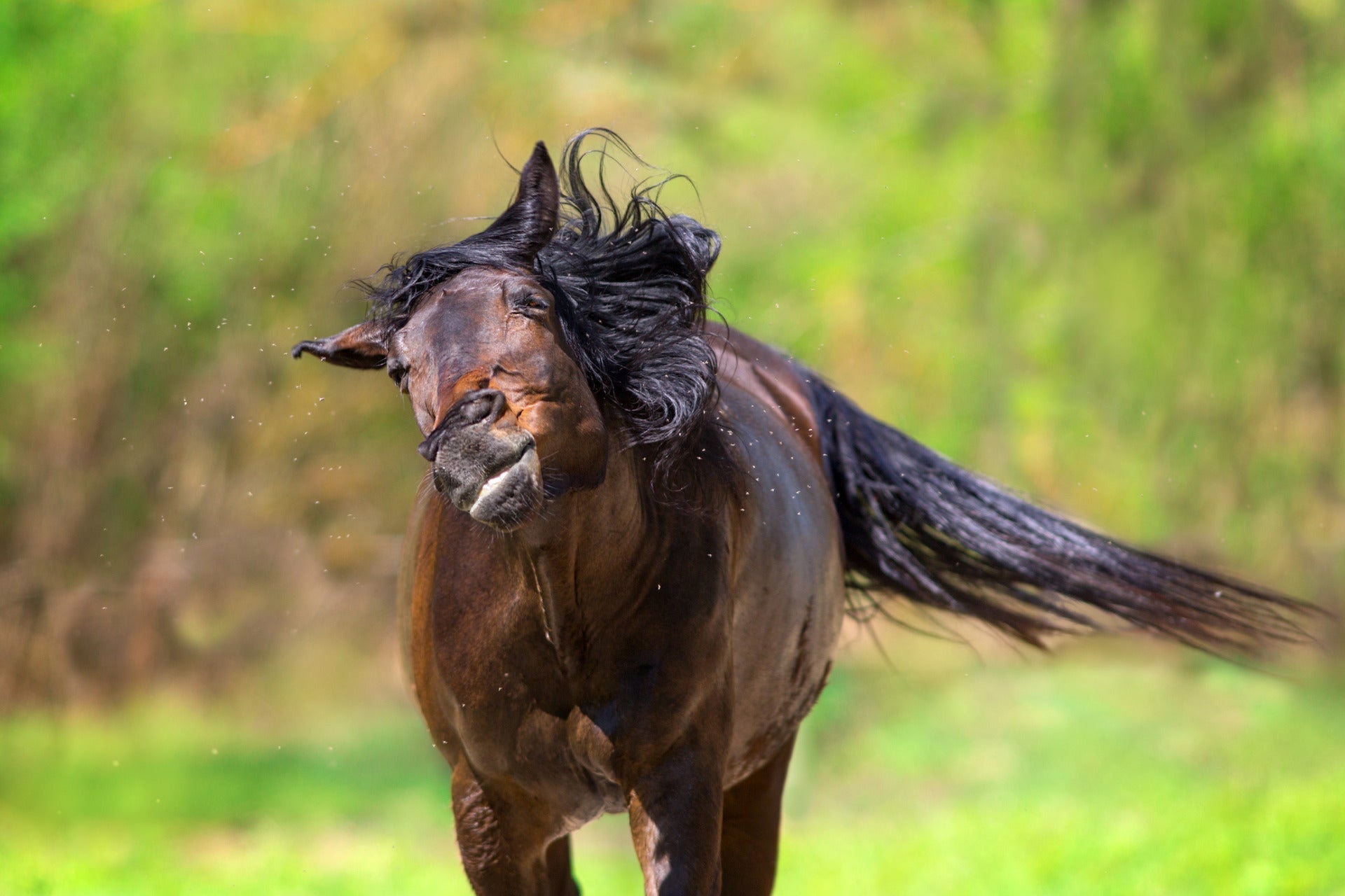 What is the Coggins Test for Horses? Full Guide to EIA Prevention & Eq ...