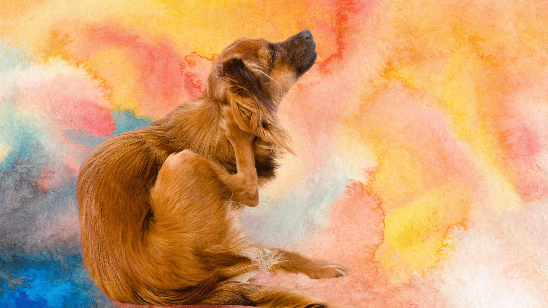 Floppy Ears, Happy Years: Advanced Ear Care for Your Canine Companion ...